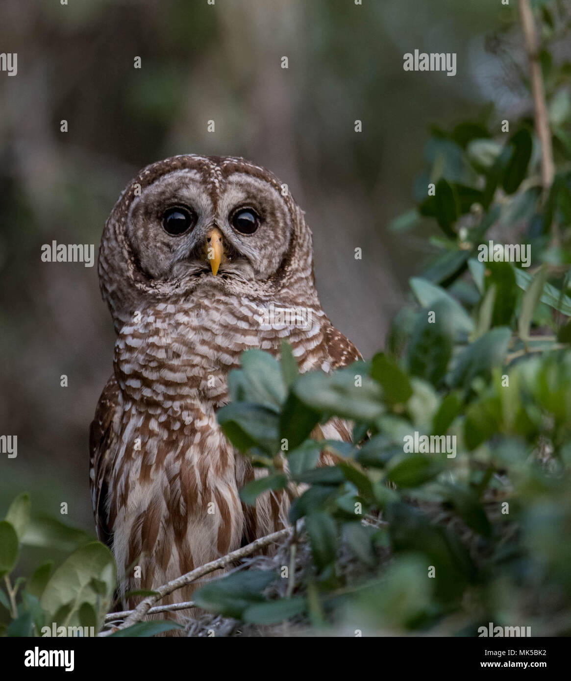 Barred Owl Stock Photo - Alamy