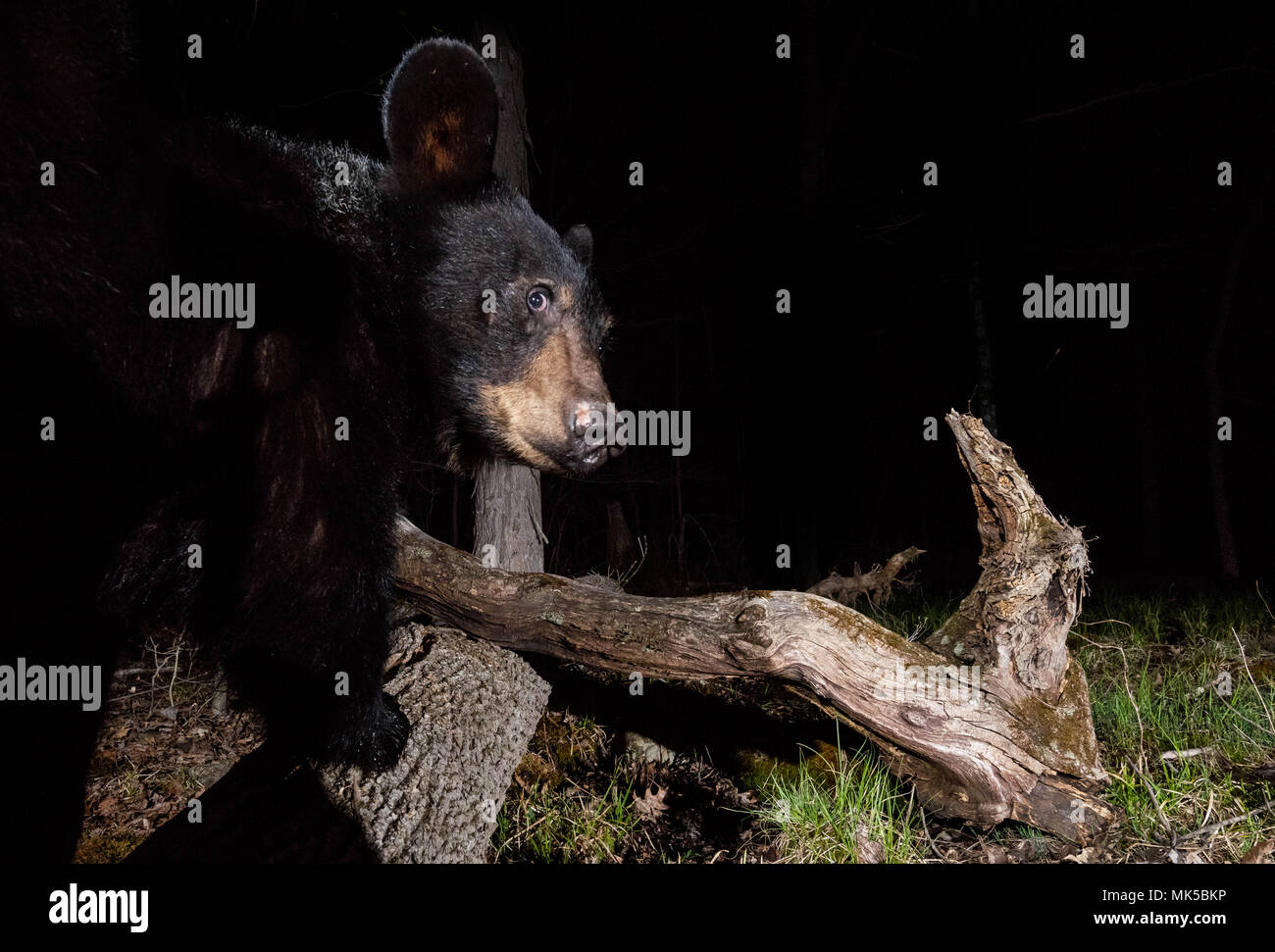 Brown Bear in a Night Camera Trap Stock Photo - Alamy