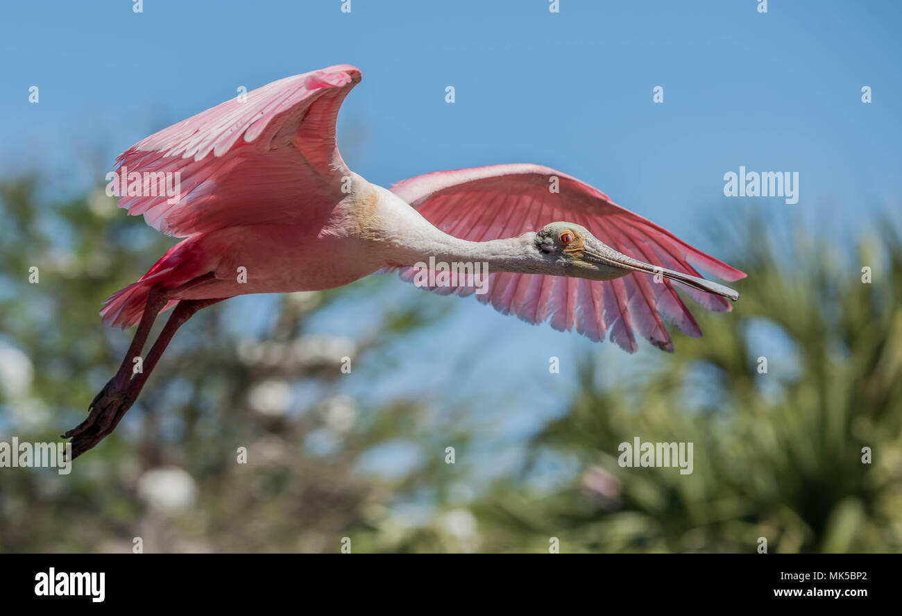 Roseate spoonbill palm tree hi-res stock photography and images - Alamy