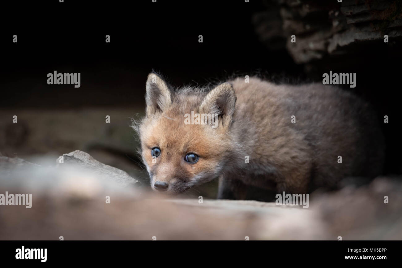 Red Fox Kit Stock Photo - Alamy