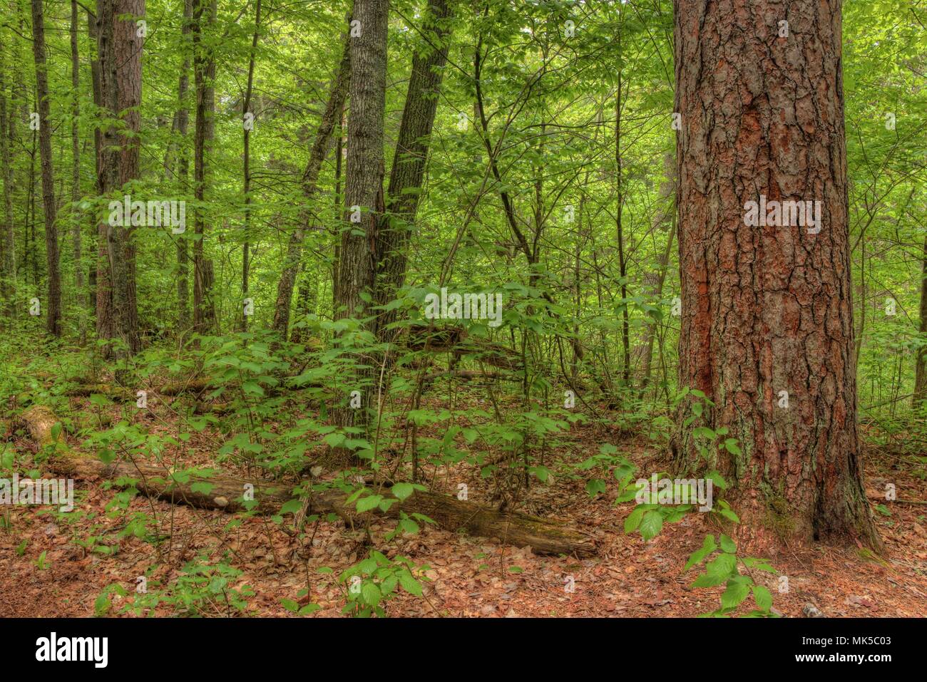 The Lost 40 in Northern Minnesota is a Nature Preserve that resulted ...