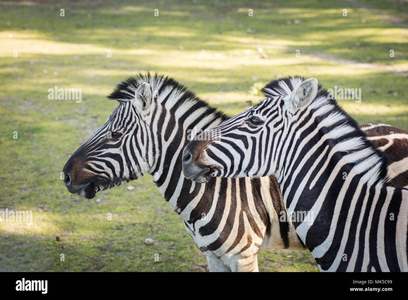 Zebra in the zoo. An African animal locked in a cage. Season of the ...