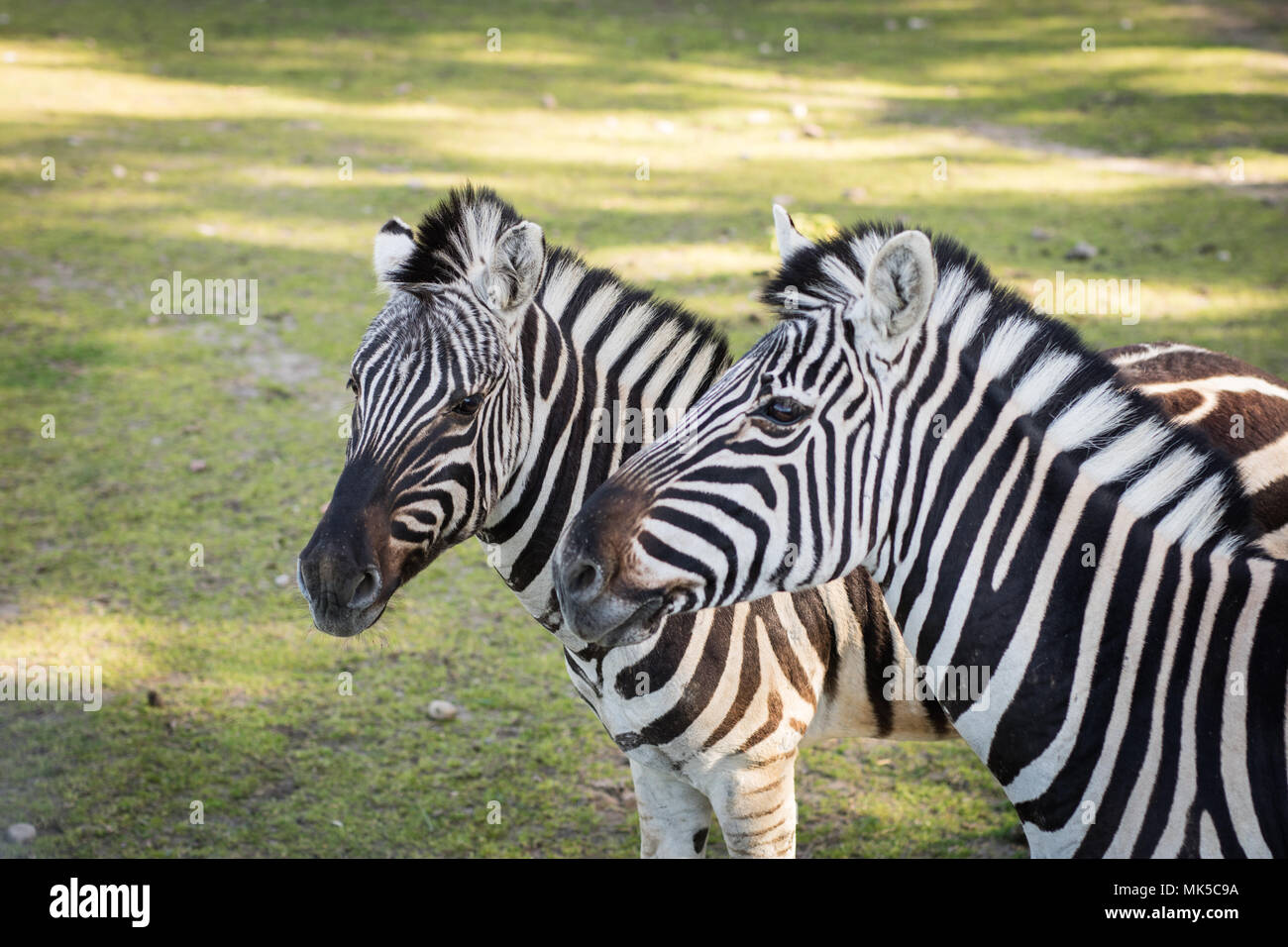Zebra in the zoo. An African animal locked in a cage. Season of the ...