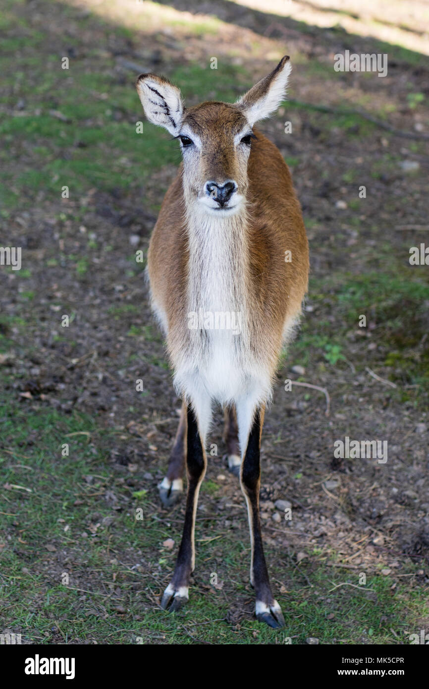 Antelope in the zoo. An African animal locked in a cage. Season of the ...