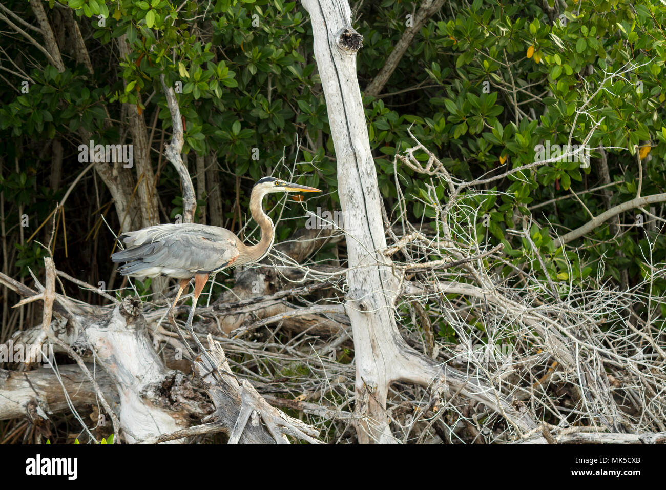 Great Blue Heron shows its elegant long legs. This wading bird lives in ...