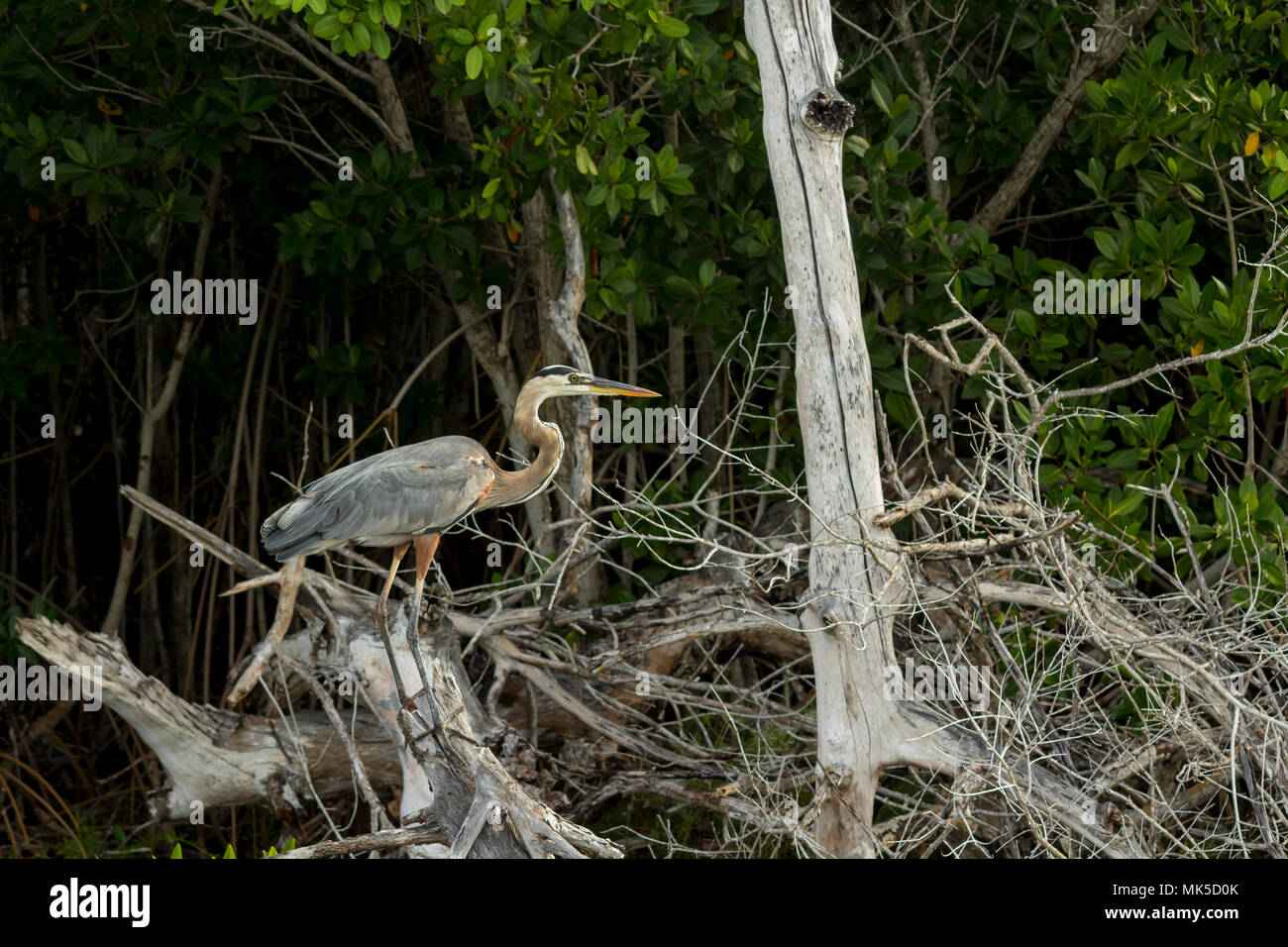 Great Blue Heron shows its elegant long legs. This wading bird lives in ...