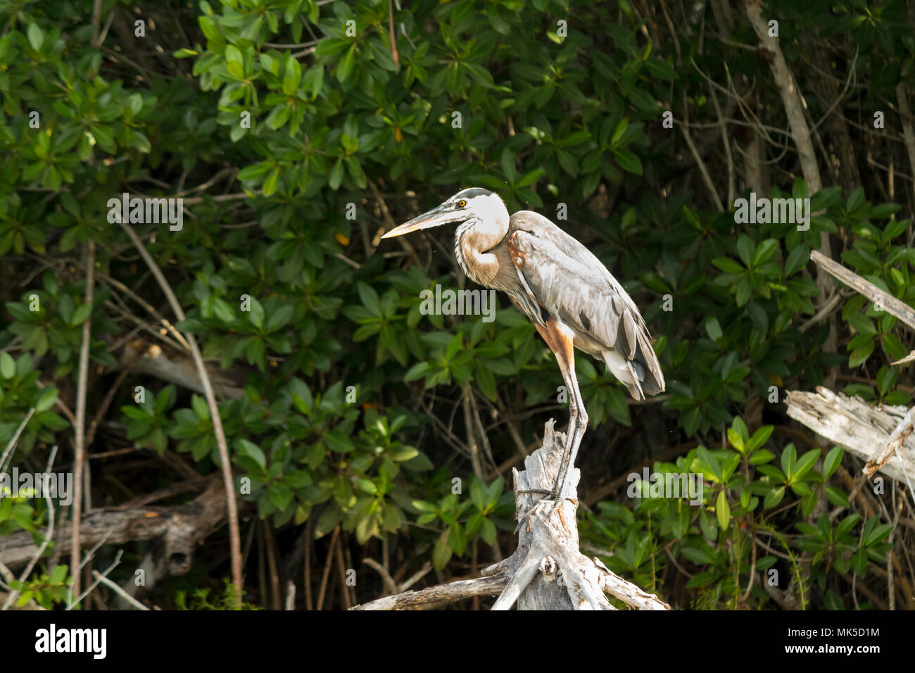 Great Blue Heron shows its elegant long legs. This wading bird lives in ...