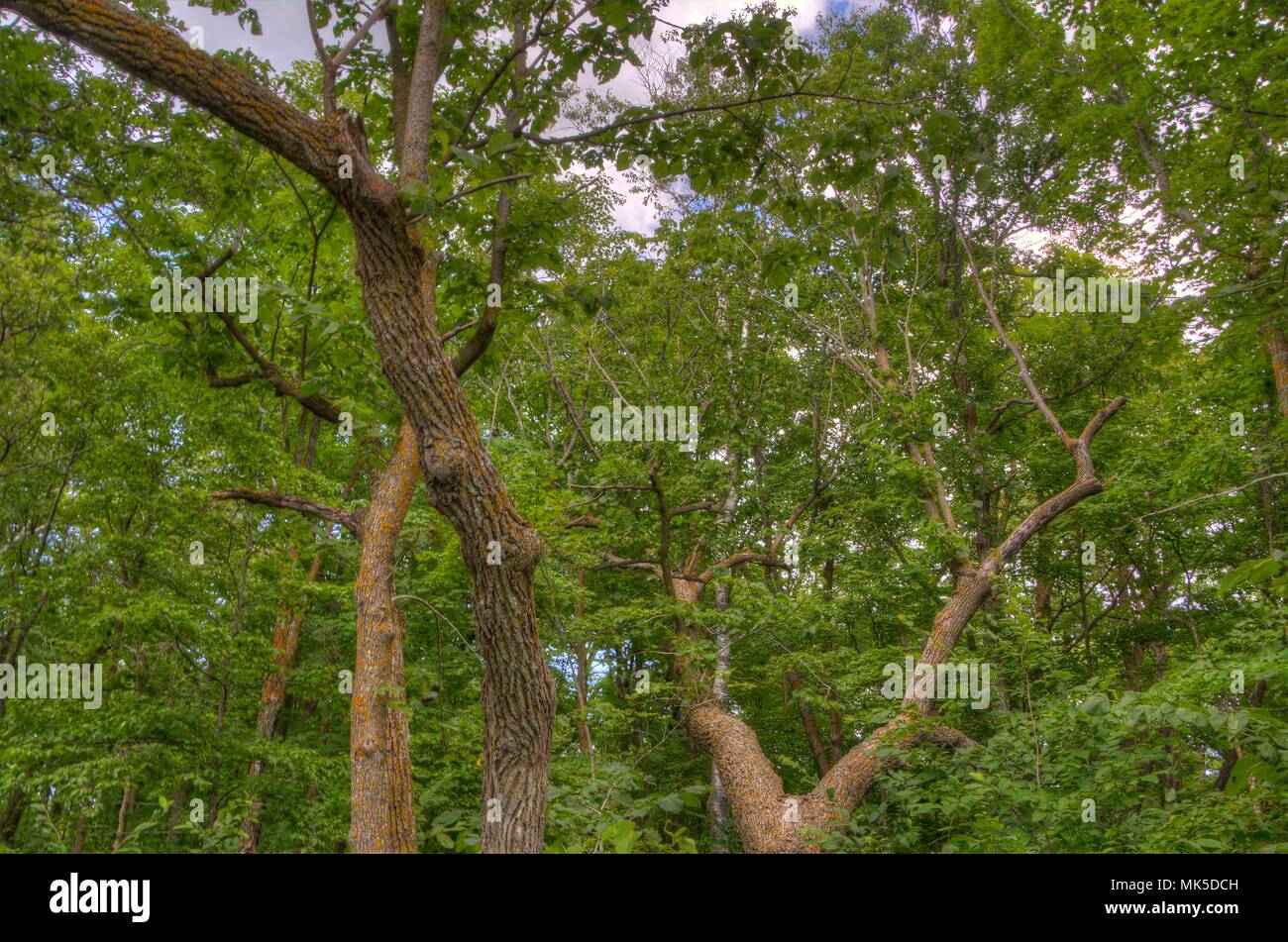 Bemidji State park shares Lake Bemidji with the town of Bemidji in ...