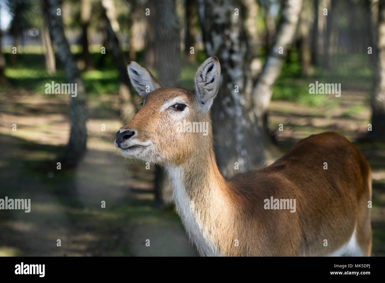 Antelope in the zoo. An African animal locked in a cage. Season of the ...