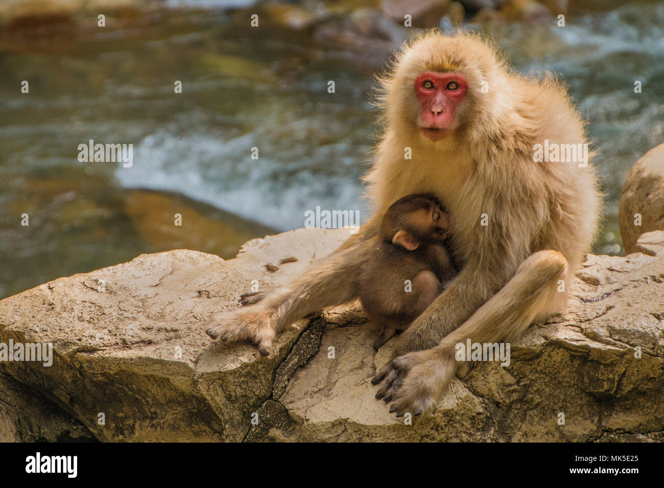 The Jigokudani Monkey Park is a great Place to see Monkeys in Japan ...