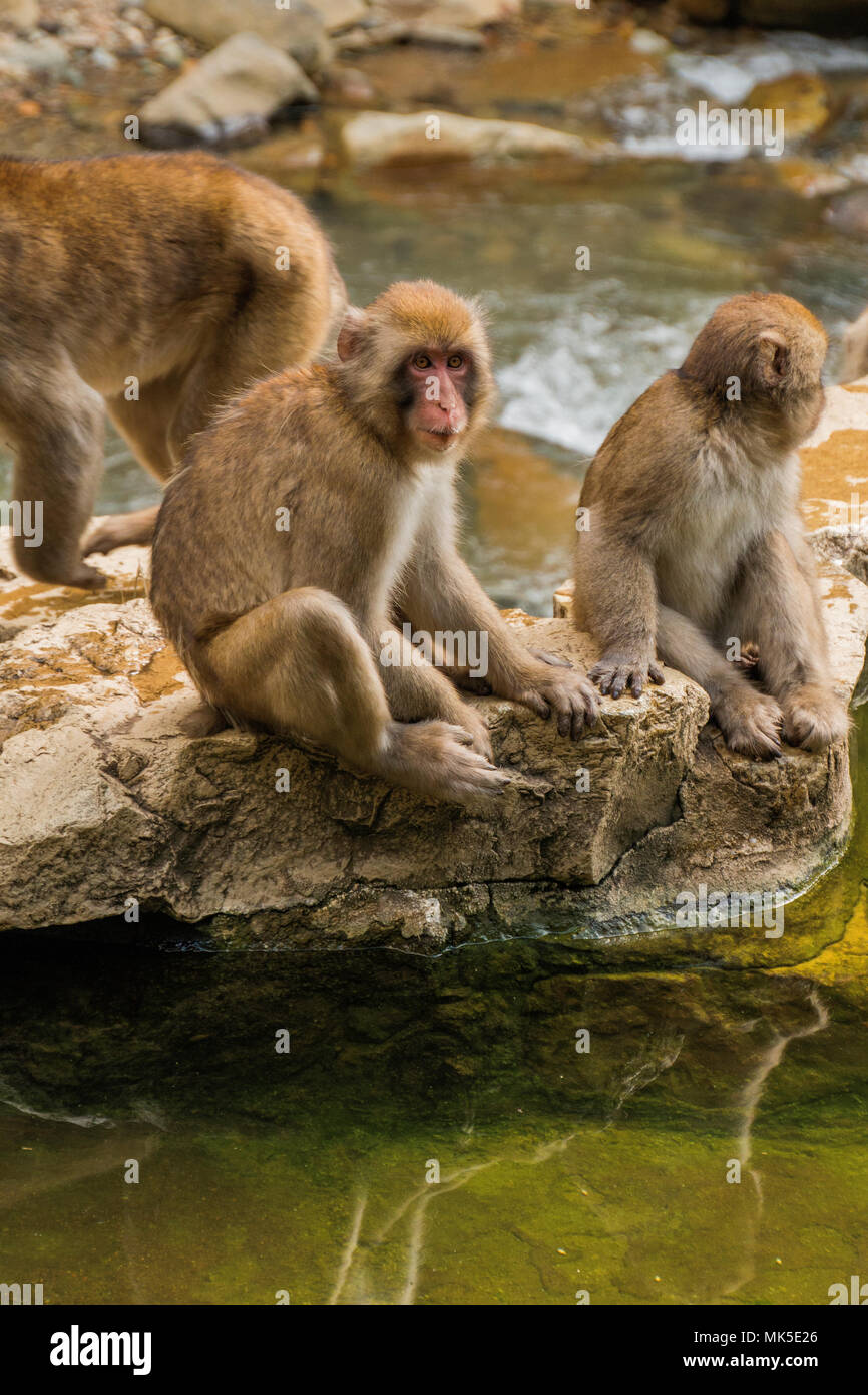 The Jigokudani Monkey Park is a great Place to see Monkeys in Japan ...