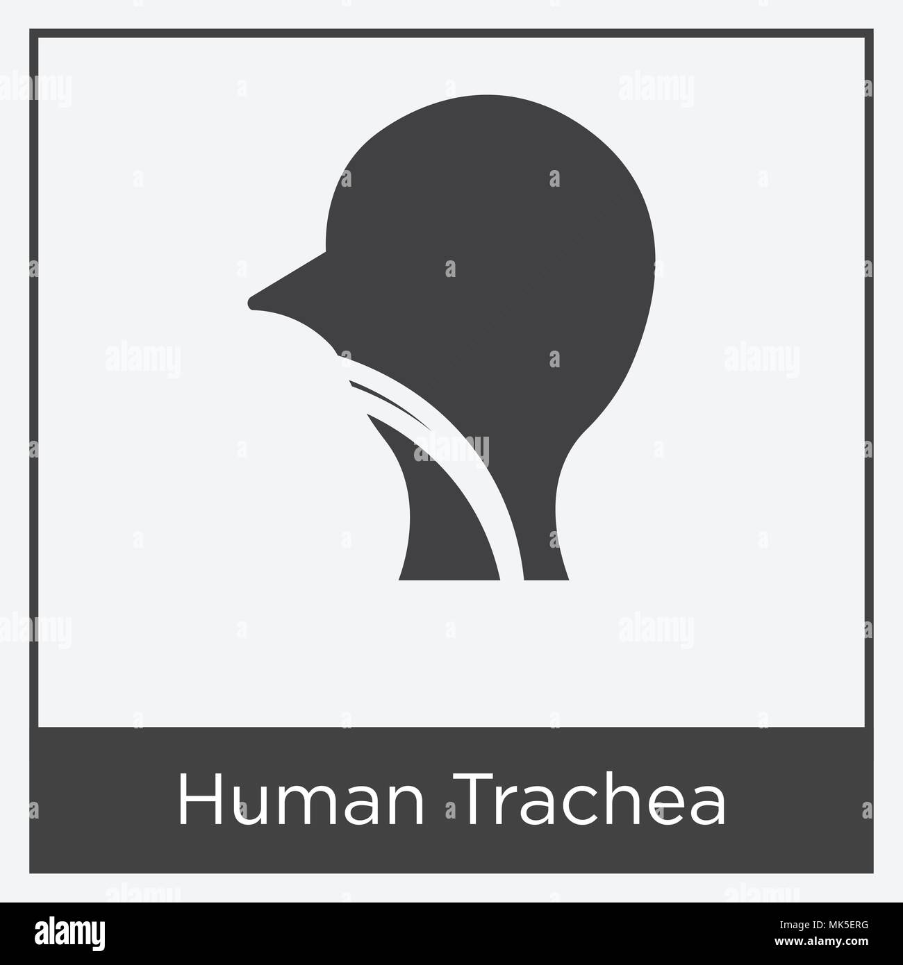 Human Trachea icon isolated on white background with gray frame, sign ...