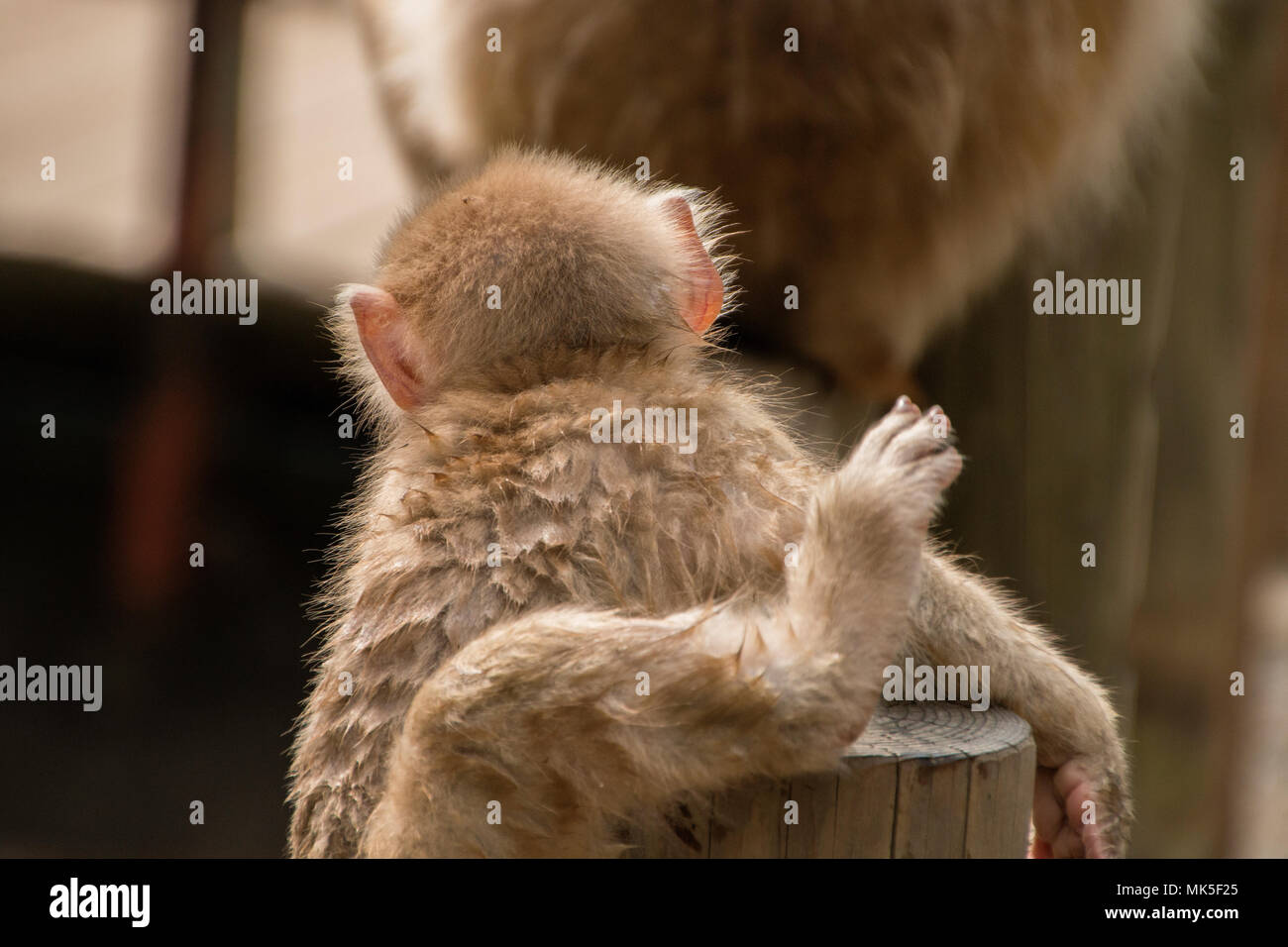 The Jigokudani Monkey Park is a great Place to see Monkeys in Japan ...