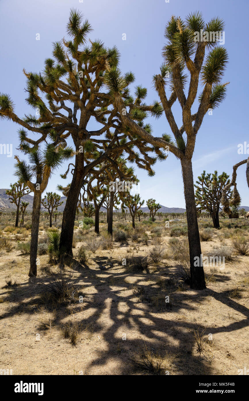 A grove of Joshua Trees with shadows in the foreground Stock Photo - Alamy