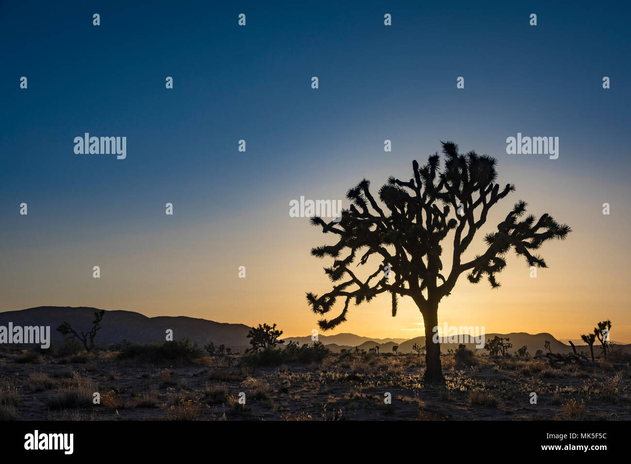 Silhouette of joshua tree hi-res stock photography and images - Alamy