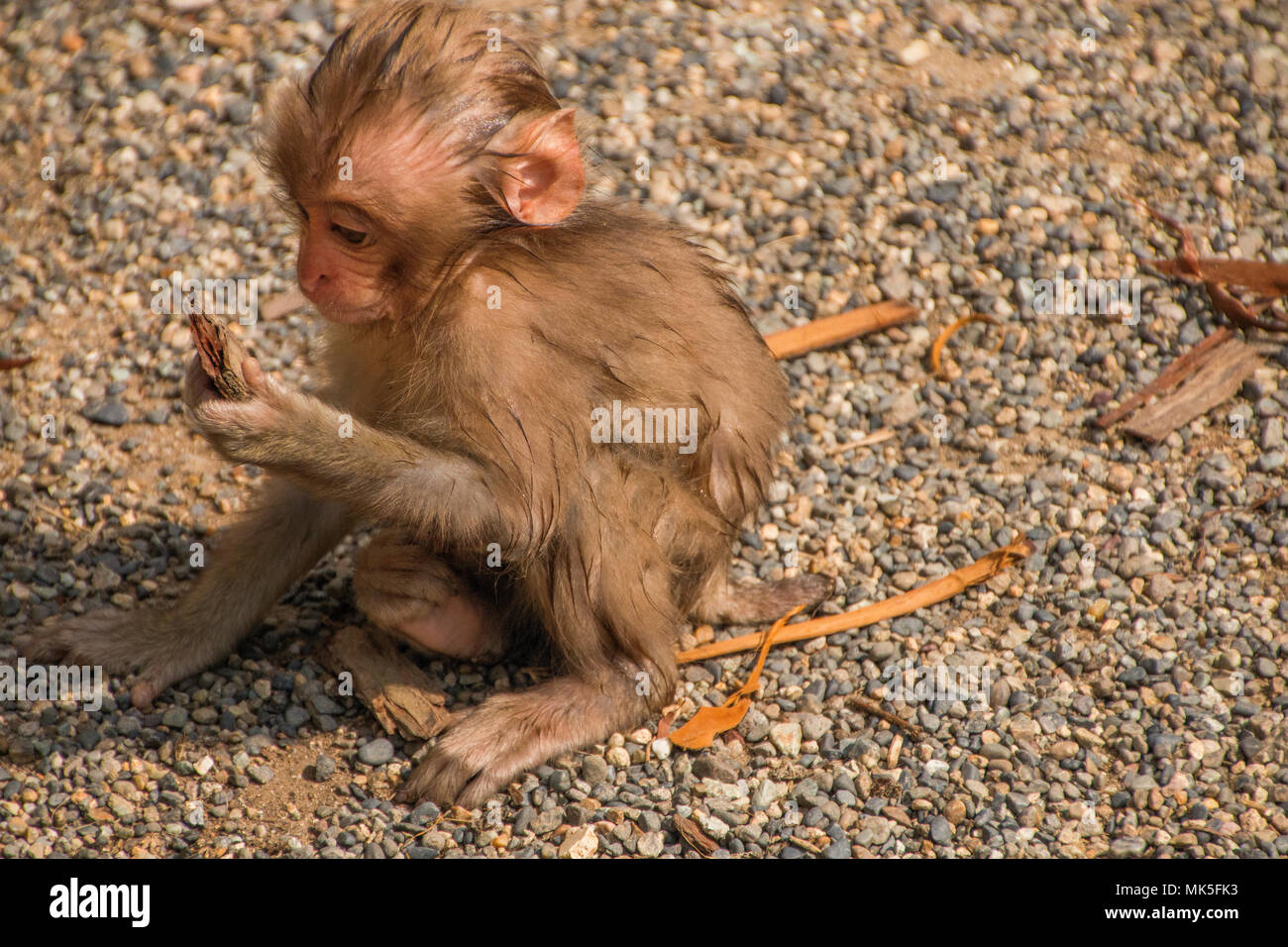 The Jigokudani Monkey Park is a great Place to see Monkeys in Japan ...