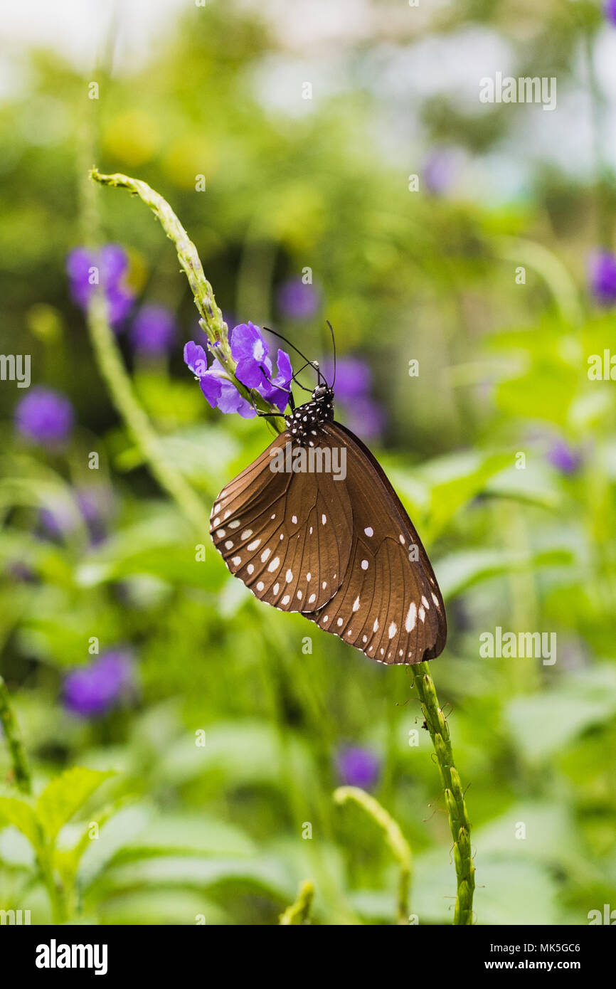 Common crow butterfly pattern hi-res stock photography and images - Alamy