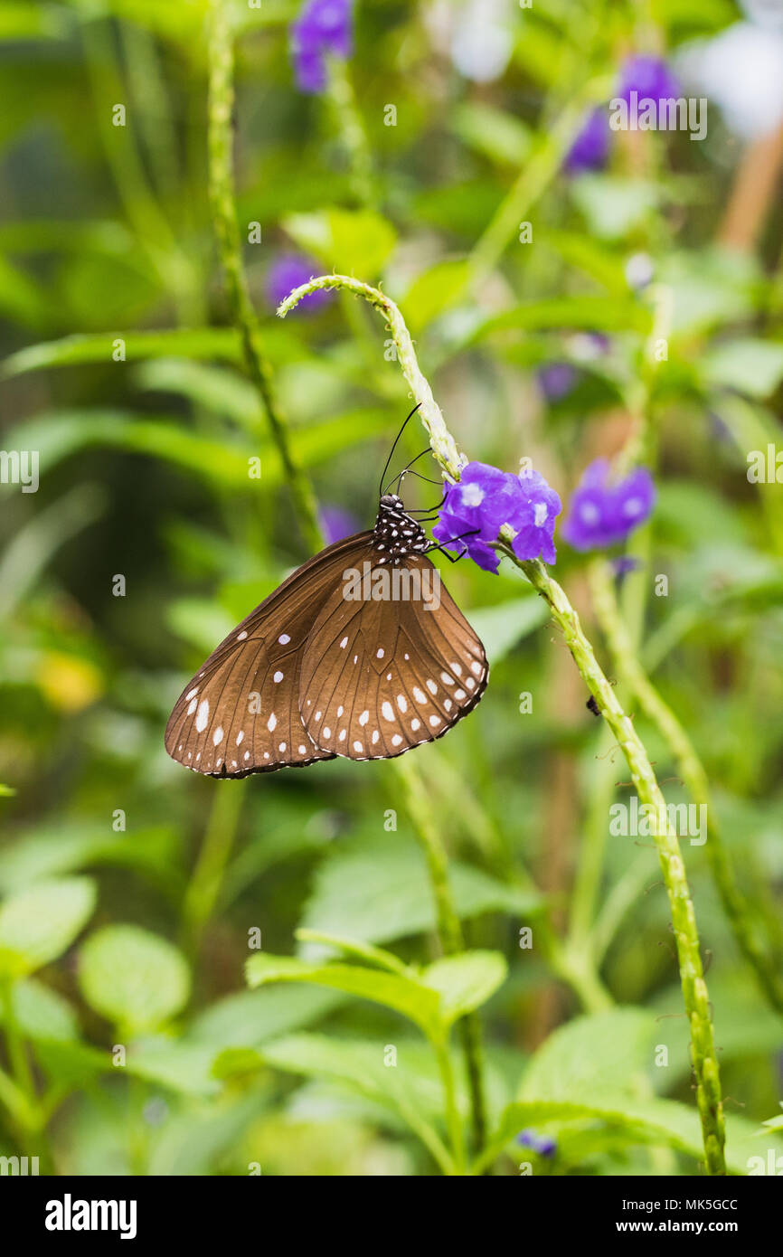 Common crow butterfly pattern hi-res stock photography and images - Alamy