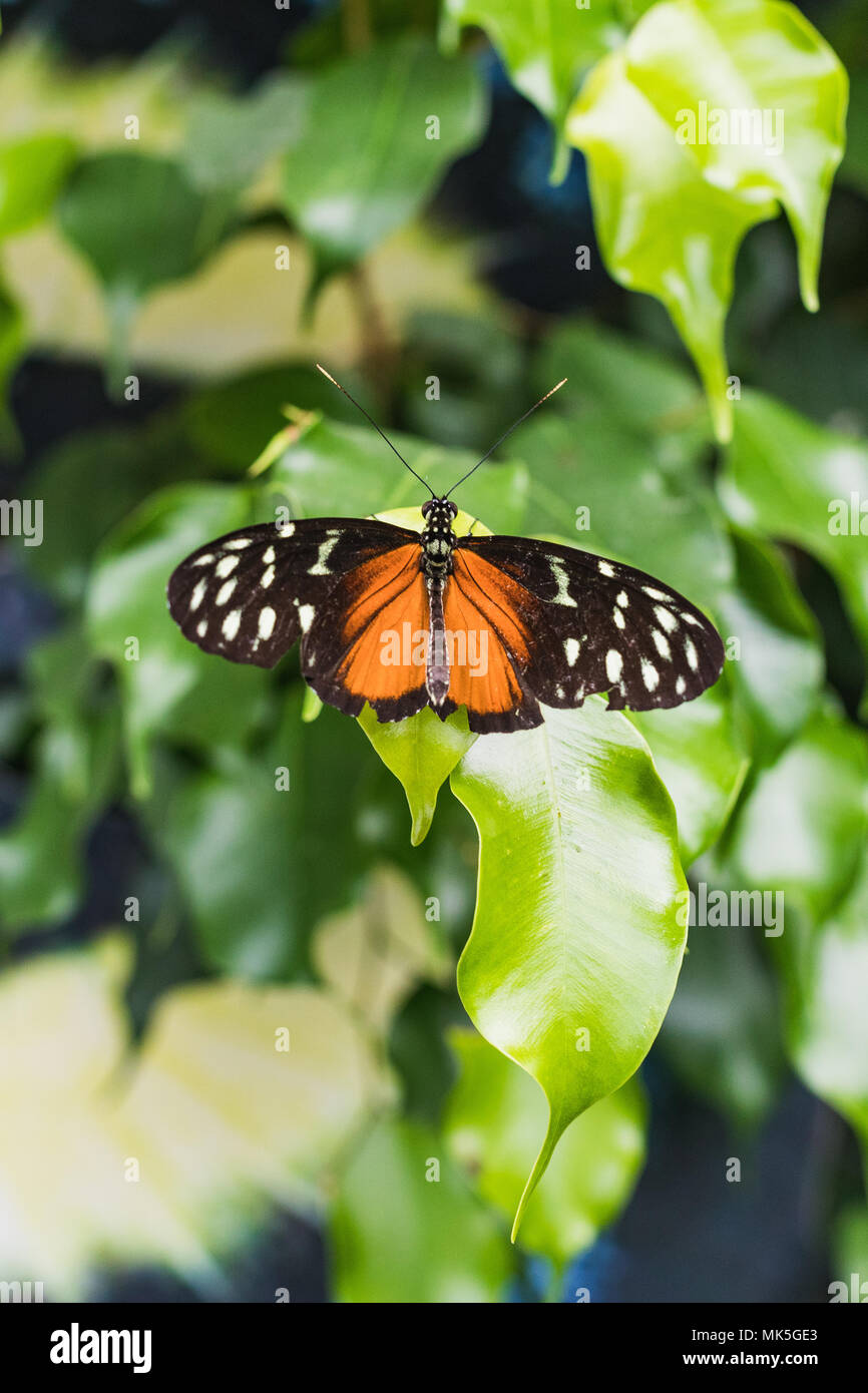 Golden helicon hi-res stock photography and images - Alamy