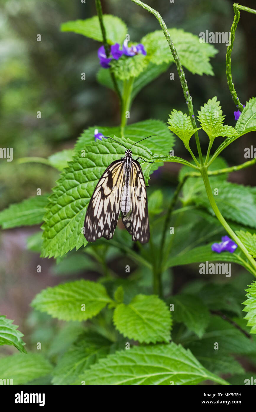 Glider butterfly hi-res stock photography and images - Alamy