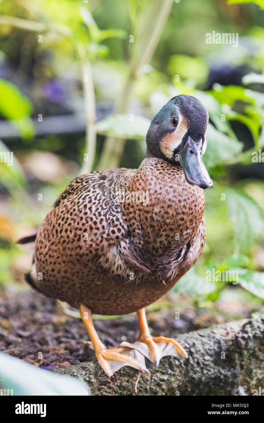 Closeup portrait of a beautiful brown dotted duck switzerland Stock ...