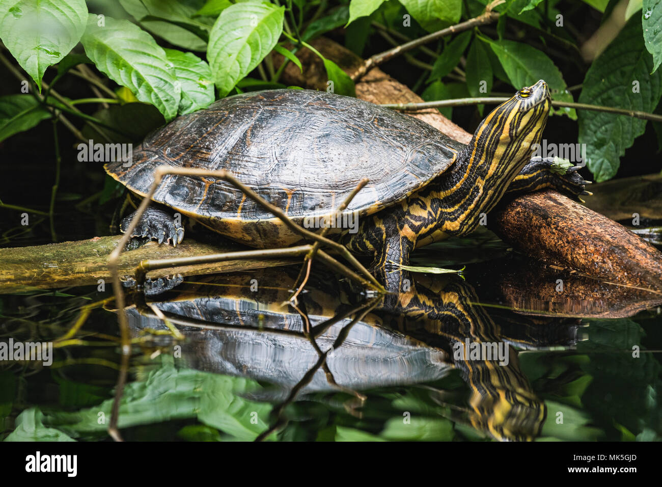 Trachemys scripta scale hi-res stock photography and images - Alamy