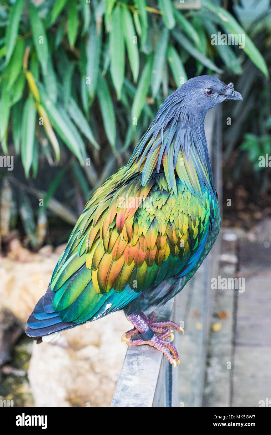 Colorful pigeon hi-res stock photography and images - Alamy