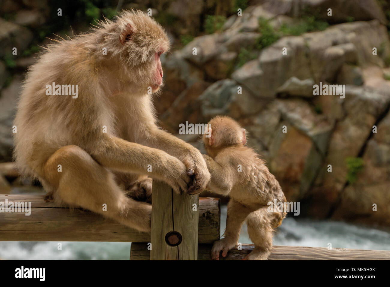 The Jigokudani Monkey Park is a great Place to see Monkeys in Japan ...
