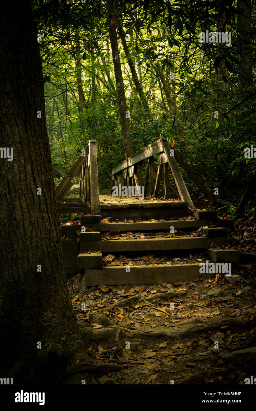 forest pedestrian bridge on a path used to hike for leisure and fun ...