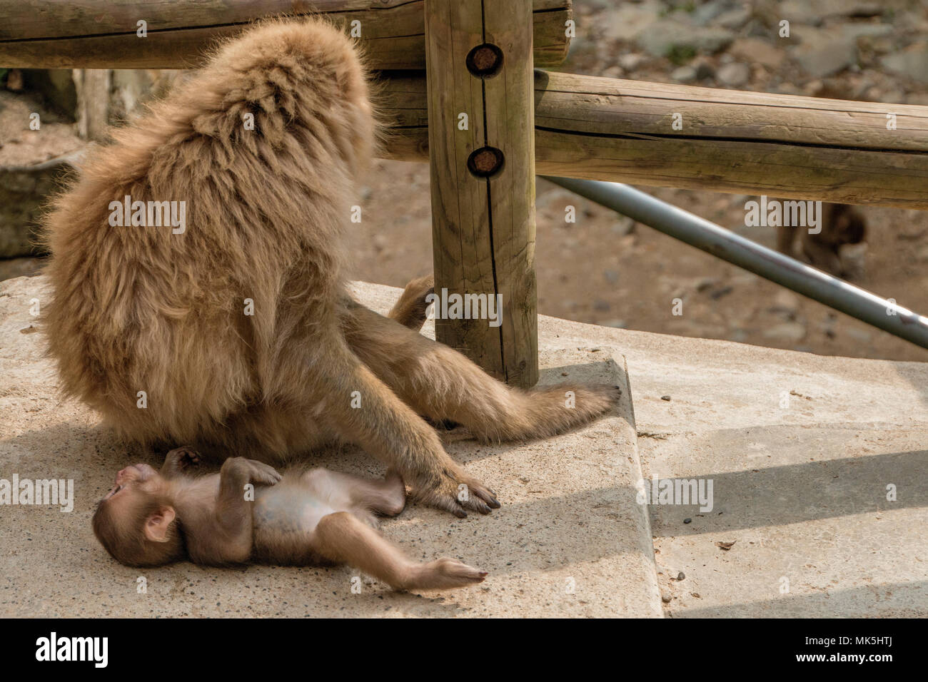 The Jigokudani Monkey Park is a great Place to see Monkeys in Japan ...