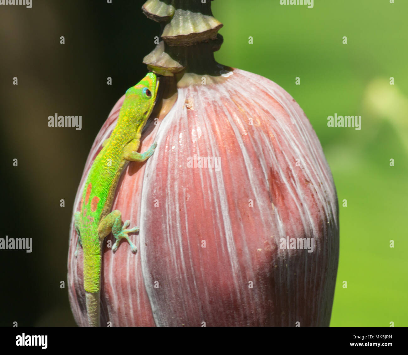 Green Gecko on a banana flower Stock Photo - Alamy