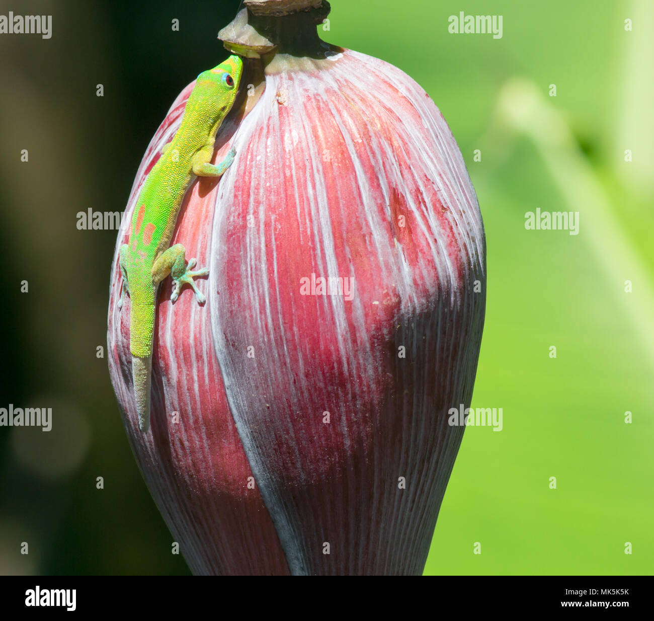 Green Gecko on a banana flower Stock Photo - Alamy