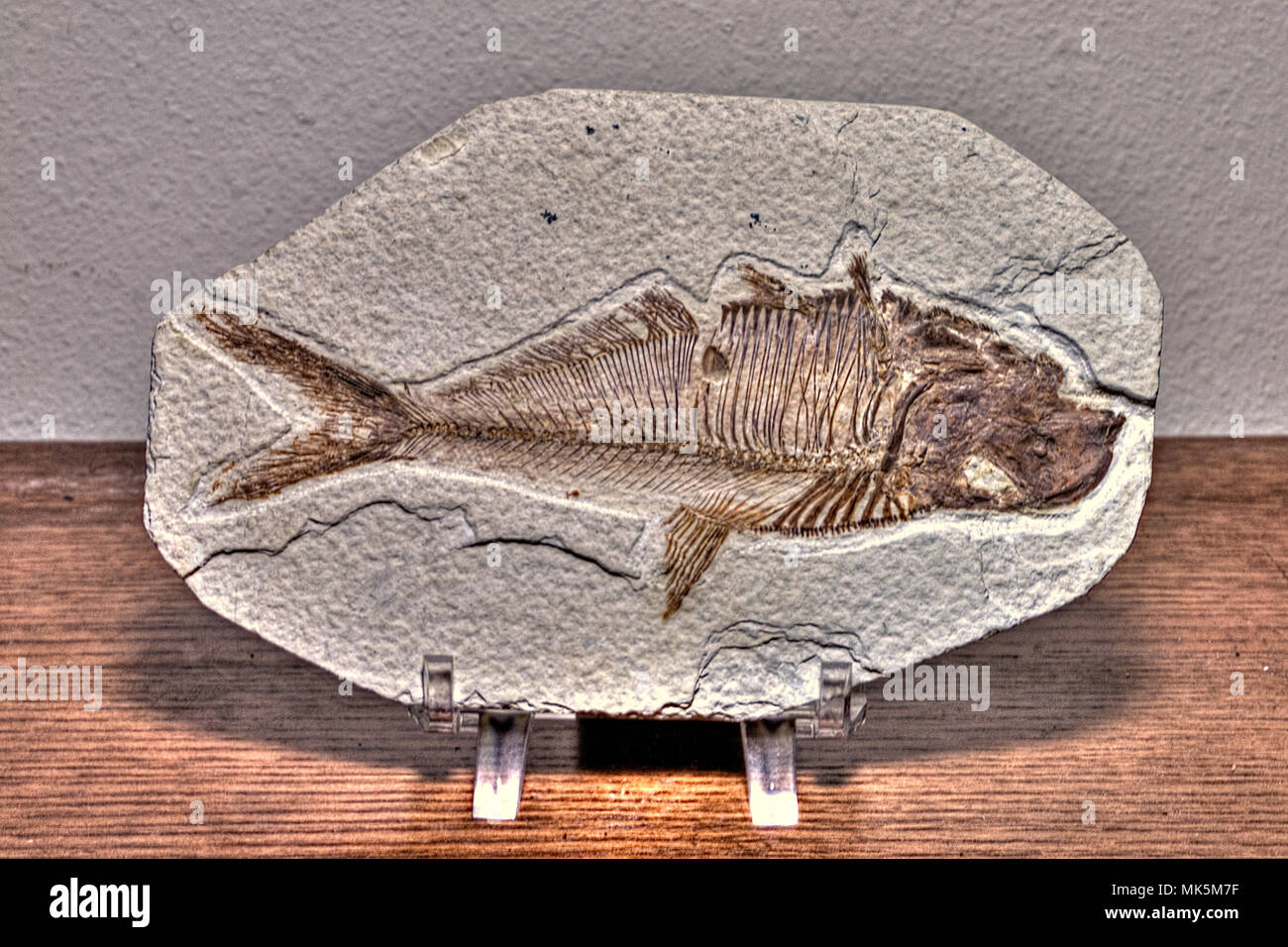 Fossil Fish displayed on a Plastic Stand Stock Photo - Alamy