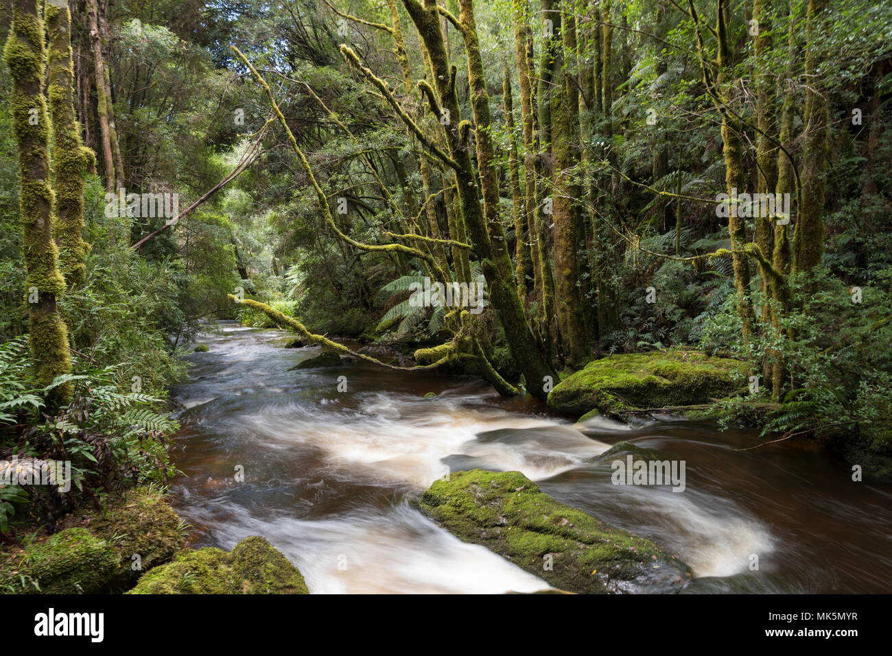 Nelson River flowing through ancient rainforest, West Coast Tasmania ...