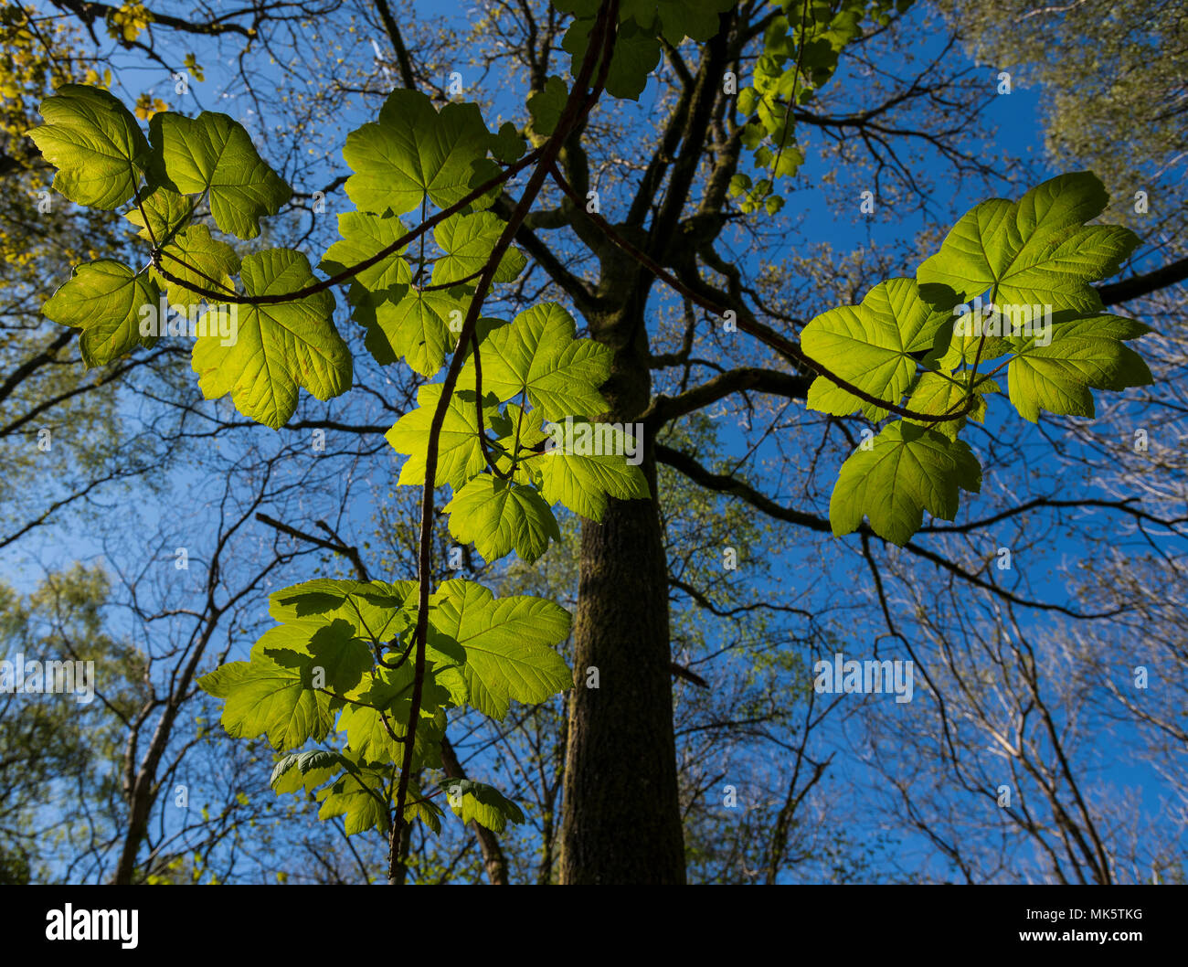 Sycamore leaves spring hi-res stock photography and images - Alamy