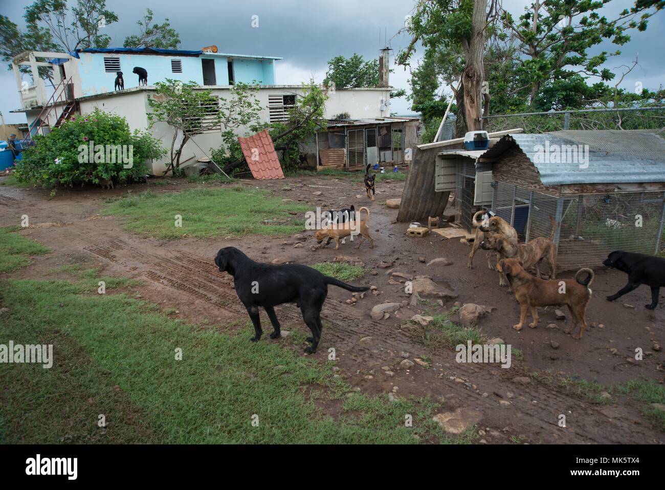 Puerto rico and animal rescue hi-res stock photography and images - Alamy