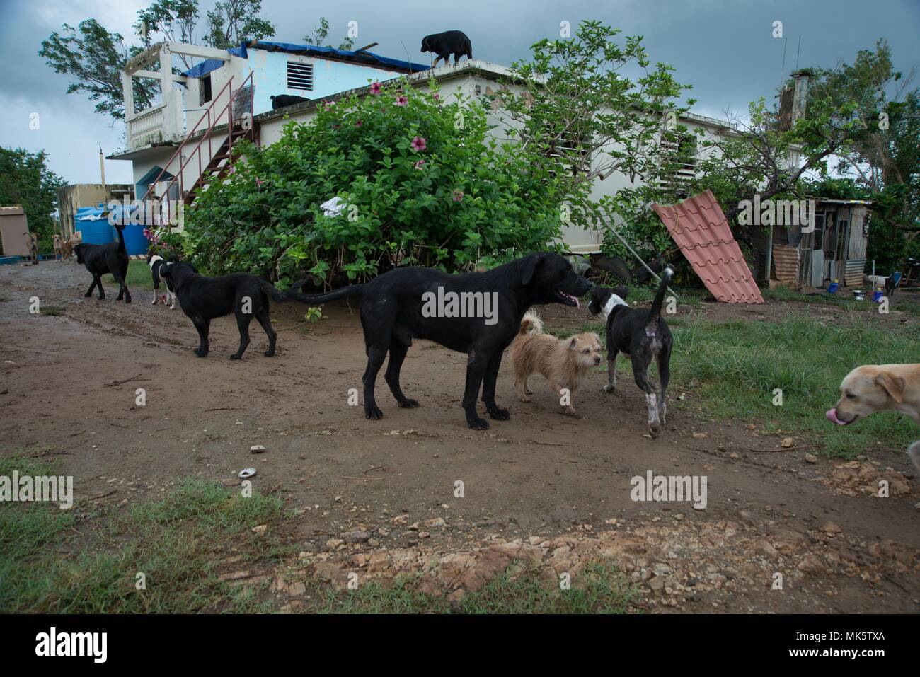 Puerto rico and animal rescue hi-res stock photography and images - Alamy