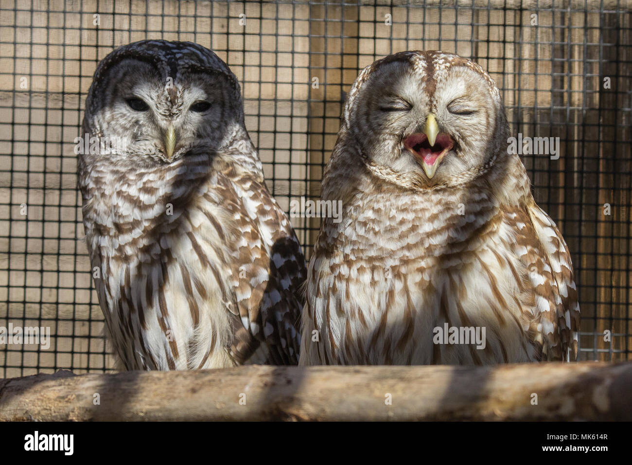 Female barred owl hi-res stock photography and images - Alamy