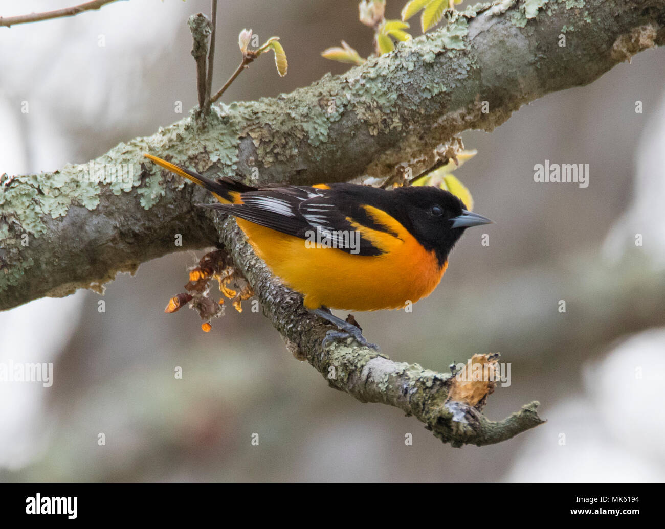 Screechowl hi-res stock photography and images - Alamy