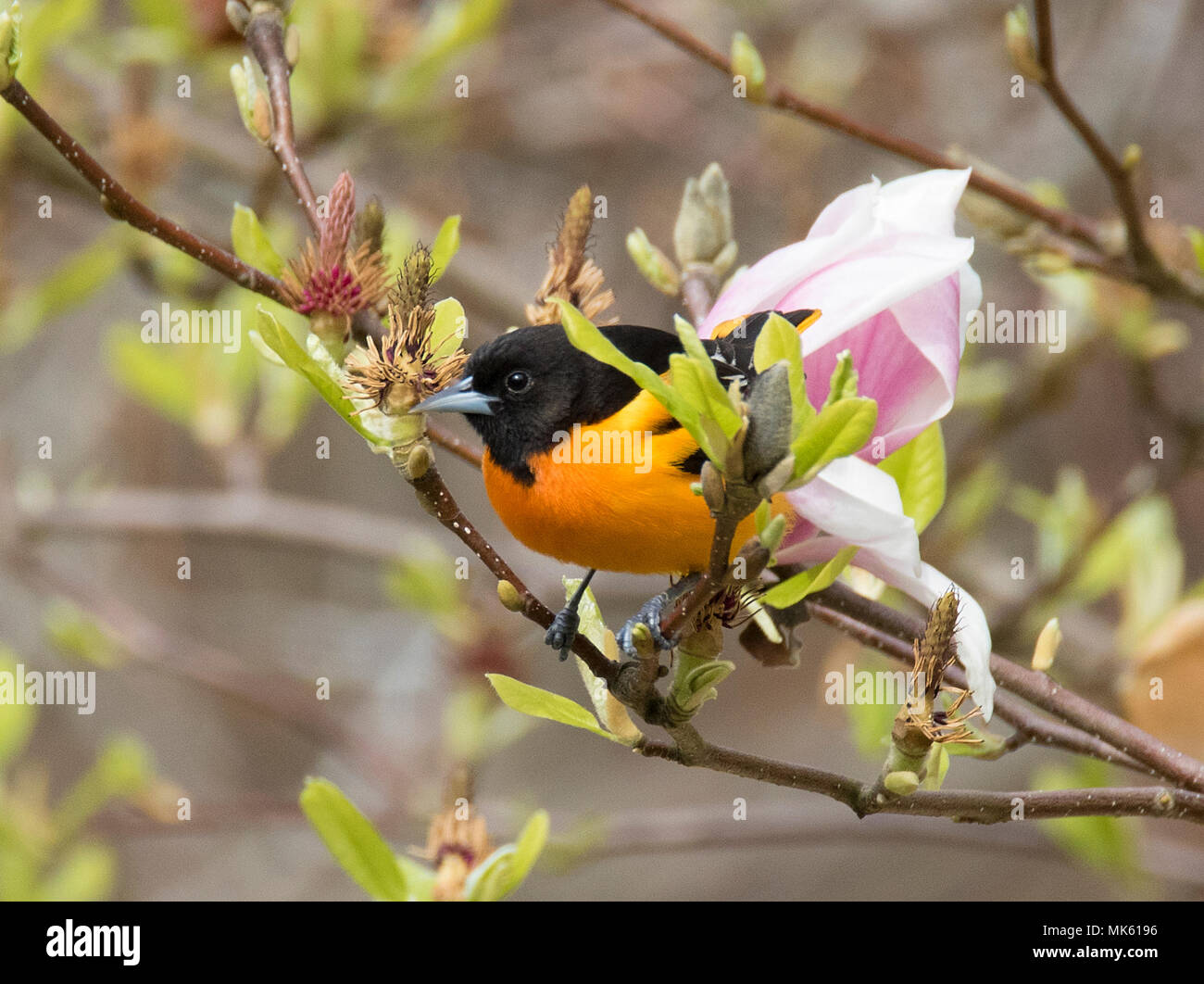 Screechowl hi-res stock photography and images - Alamy