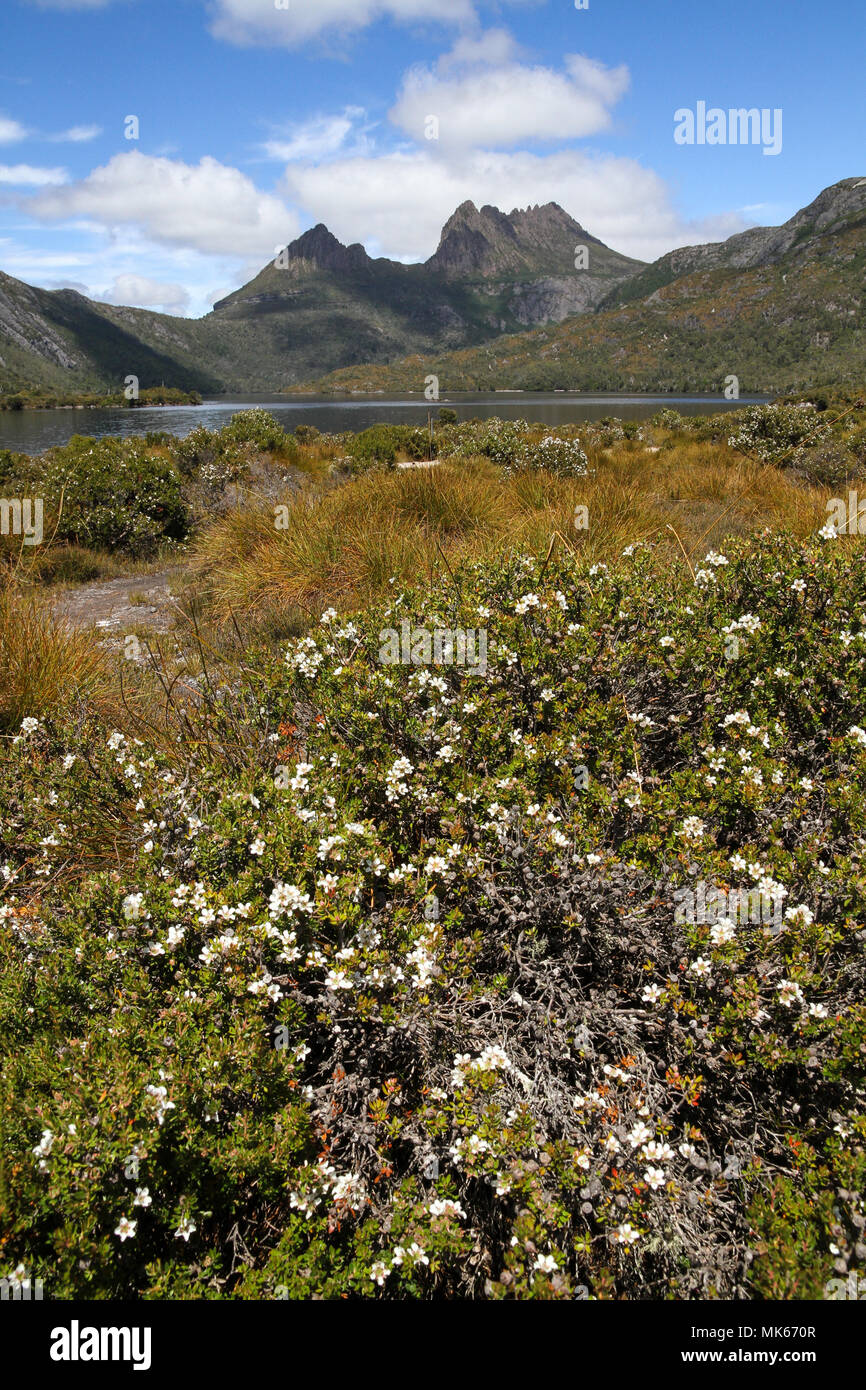Alpine vegetation australia hi-res stock photography and images - Alamy