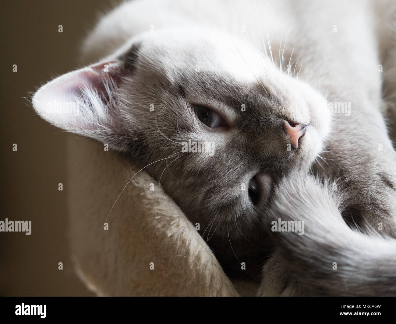 Siamese mix hi-res stock photography and images - Alamy