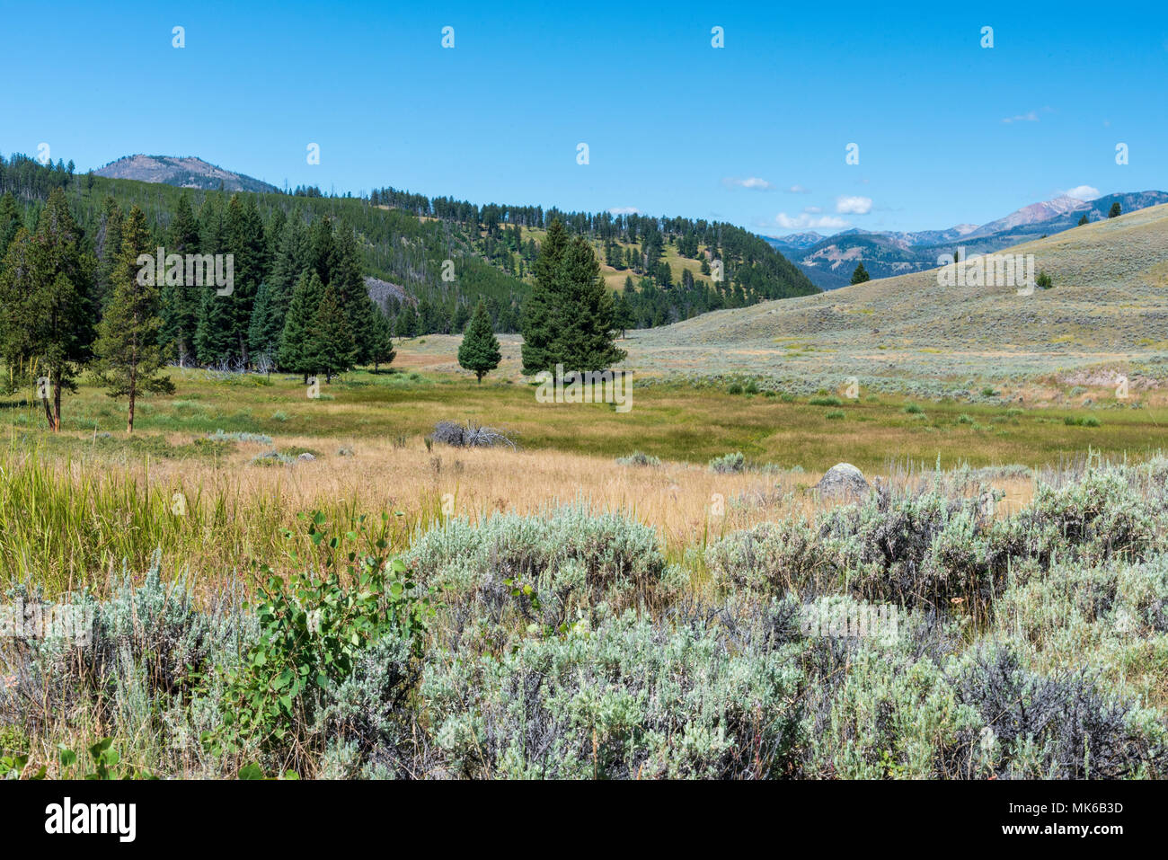 Sagebrush in open field with green pine trees and hills under a blue ...