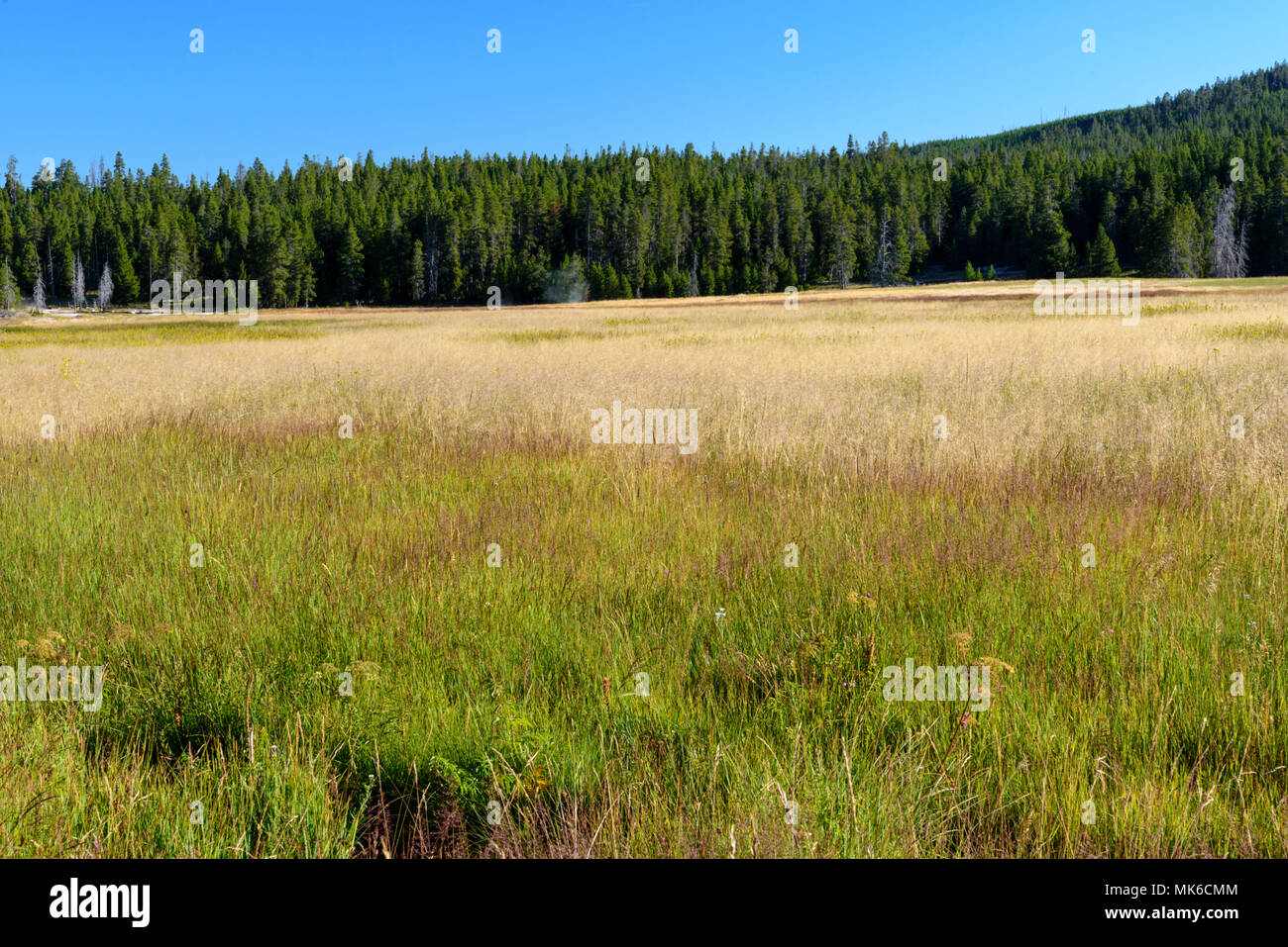 Wide open meadows with green forest beyond under clear blue sky Stock ...