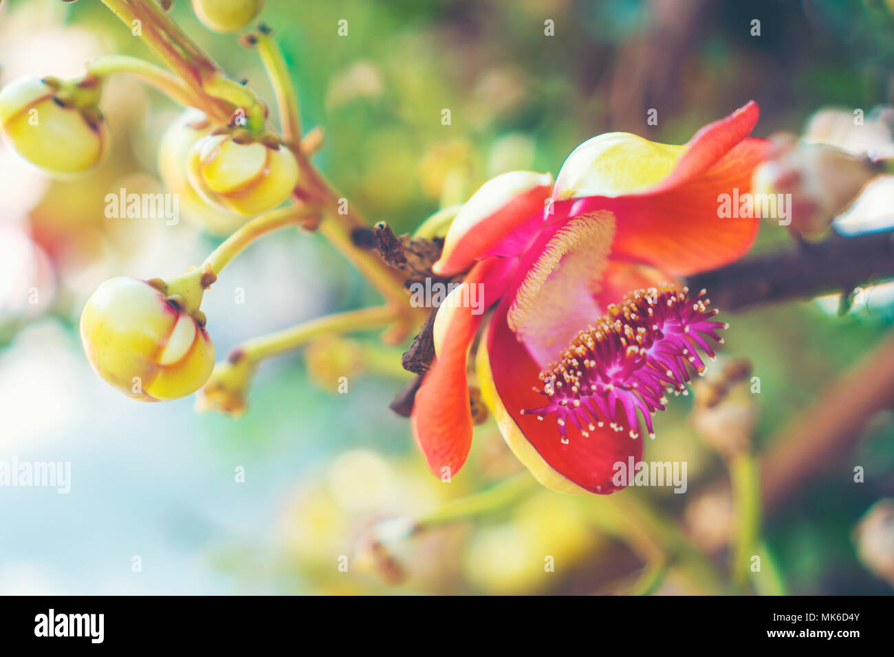 Sal tree flower hi-res stock photography and images - Alamy