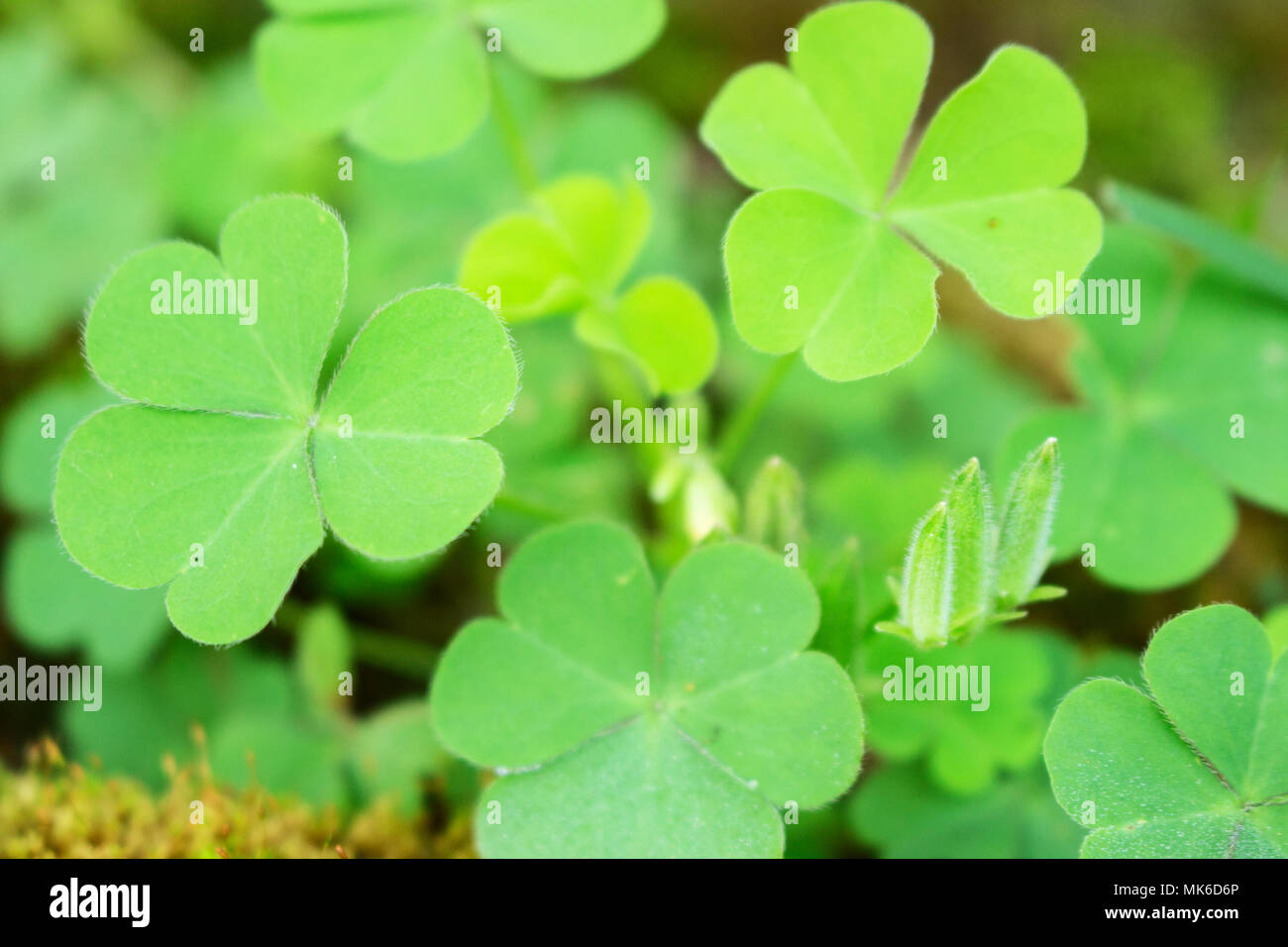 Young leafs hi-res stock photography and images - Alamy