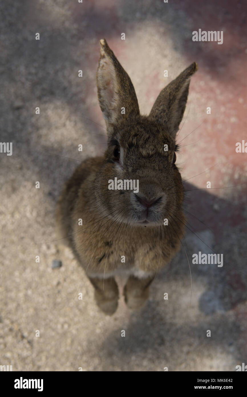 Cute Rabbit standing Stock Photo - Alamy