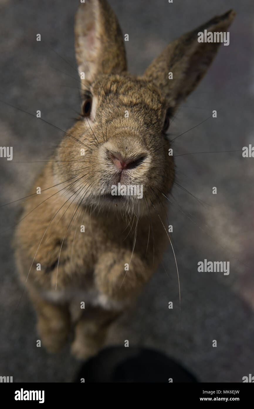 Cute Rabbit standing Stock Photo - Alamy