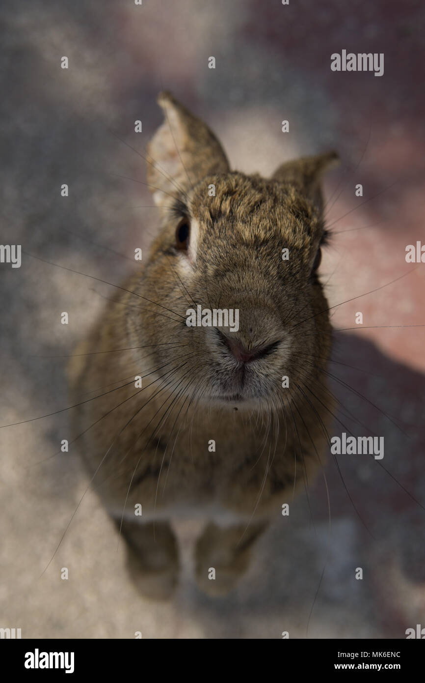 Cute Rabbit standing Stock Photo - Alamy