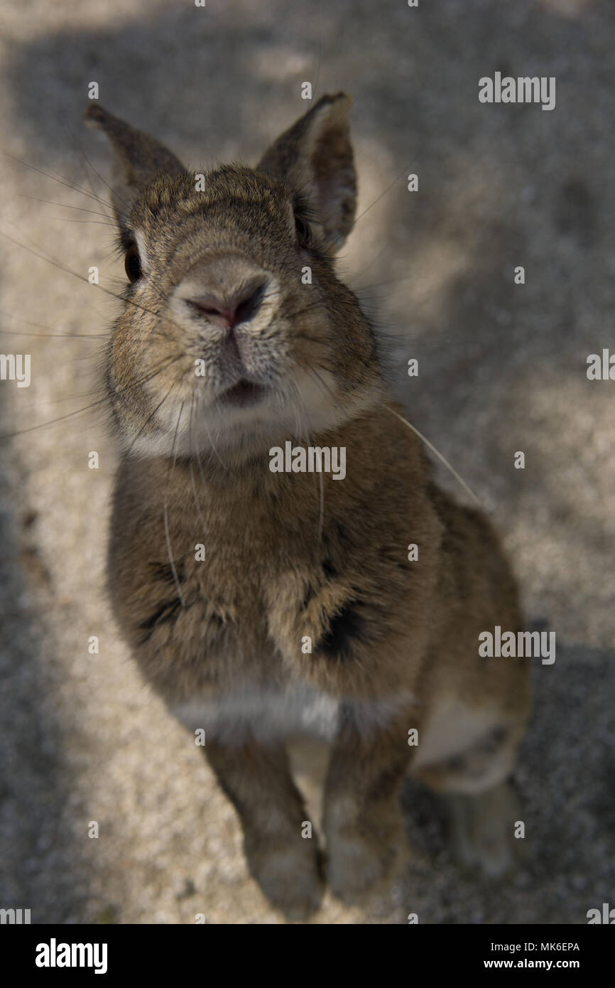 Cute Rabbit standing Stock Photo - Alamy